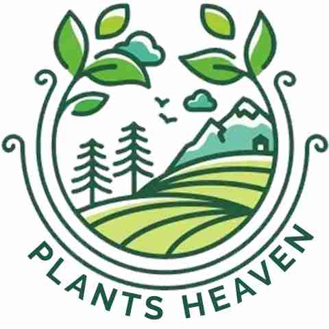 Tulip Vs. Rose: What's The Difference Between Both? | Plants Heaven