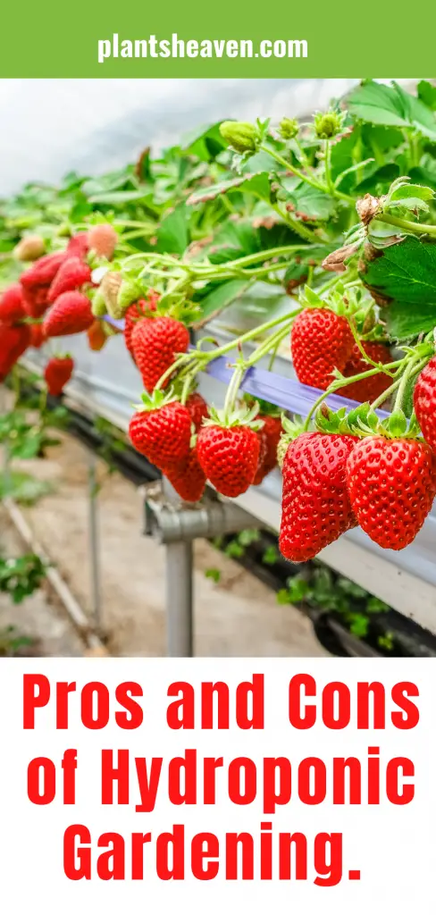 22 Disadvantages And Advantages Of Hydroponics (Must Know!) | Plants Heaven