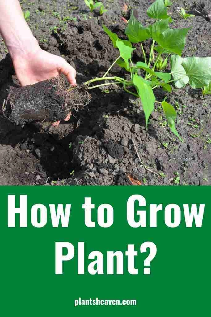 How To Grow Plant – A Quick Guide Before You Get Into Gardening ...