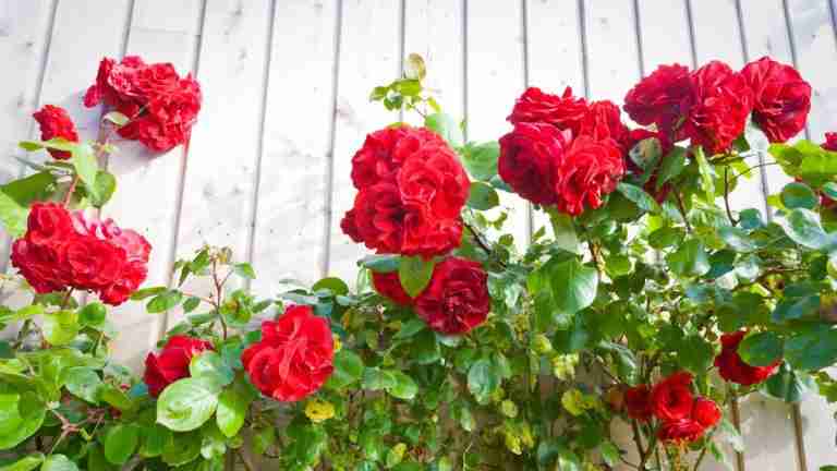 Here's How To Train Climbing Roses | Plants Heaven