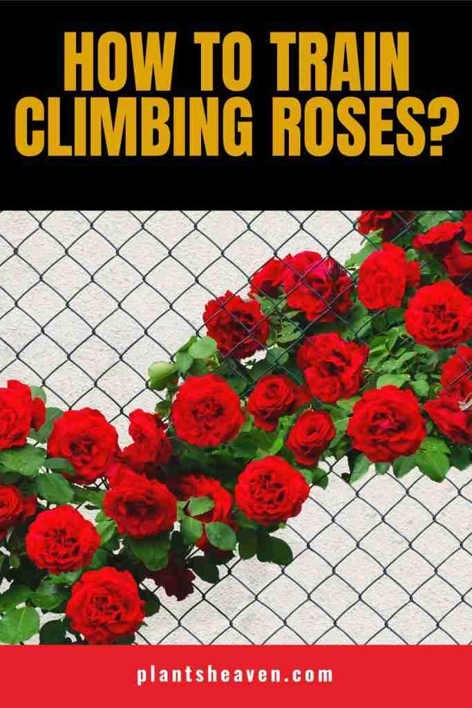 Here's How To Train Climbing Roses | Plants Heaven