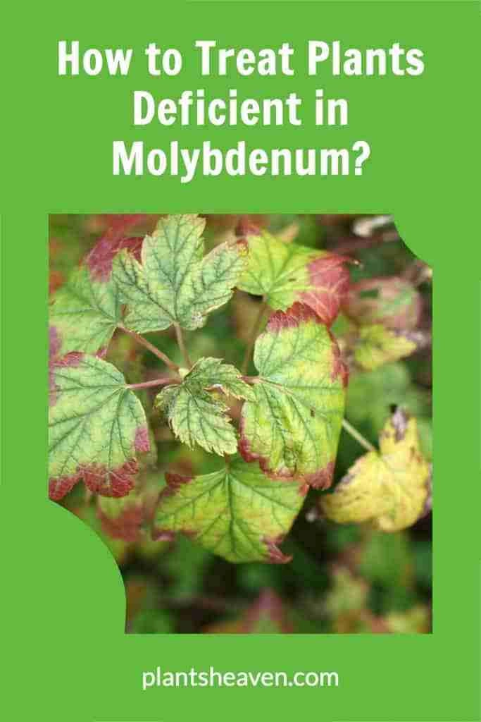 Treating Molybdenum Deficiency In Plants: Here’s How | Plants Heaven