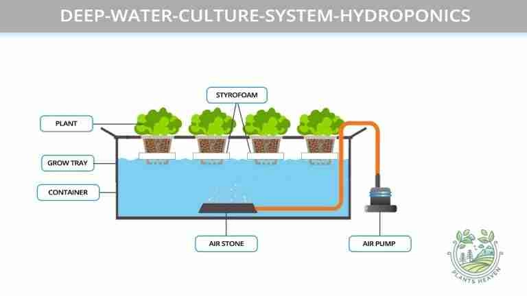 6 Different Types Of Hydroponics (And Their Pros And Cons!) | Plants Heaven