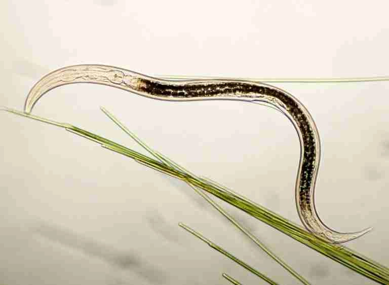 How To Use Nematodes To Control Garden Pests! | Plants Heaven