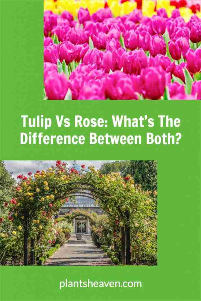 Tulip Vs. Rose: What's The Difference Between Both? | Plants Heaven