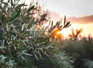 5 Of The Best Companion Plants For Olive Trees To Know About | Plants ...