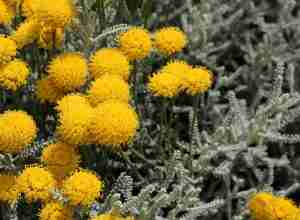 5 Of The Best Companion Plants For Olive Trees To Know About | Plants ...