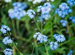 5 Of The Best Companion Plants For Olive Trees To Know About | Plants ...