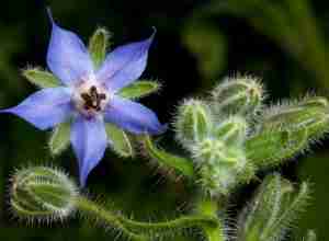 5 Of The Best Companion Plants For Olive Trees To Know About | Plants ...