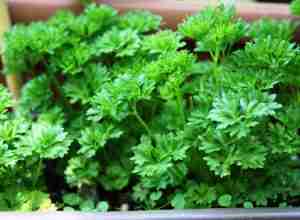 5 Of The Best Companion Plants For Olive Trees To Know About | Plants ...