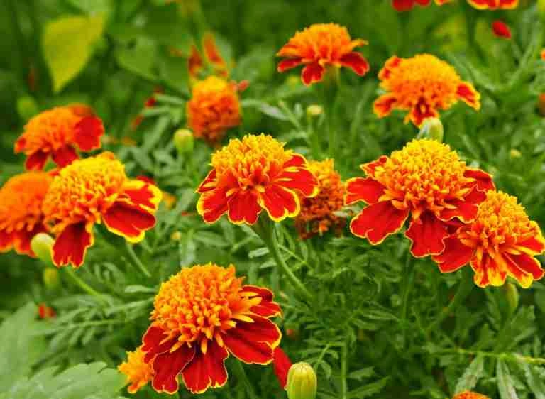 5 Of The Best Companion Plants For Olive Trees To Know About | Plants ...