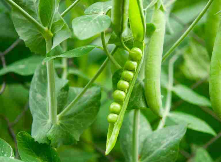 5 Of The Best Companion Plants For Olive Trees To Know About | Plants ...