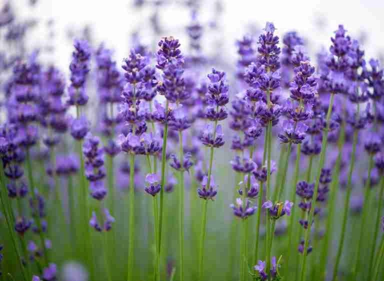 5 Of The Best Companion Plants For Olive Trees To Know About | Plants ...