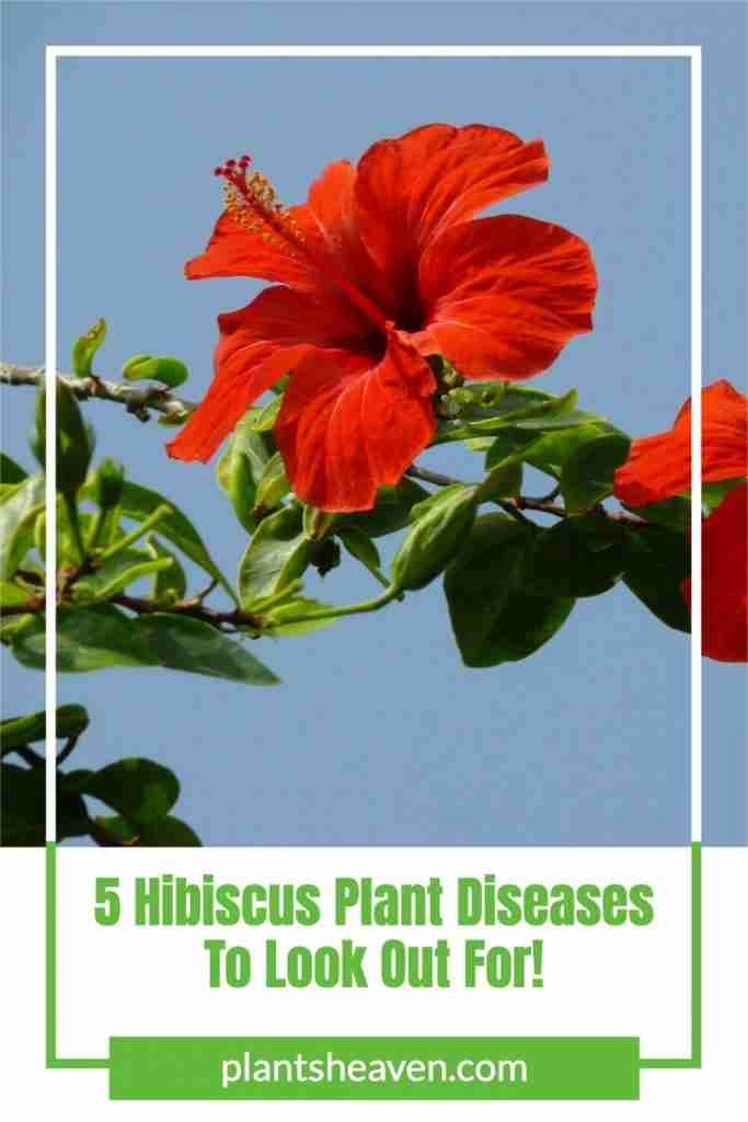 5 Hibiscus Plant Diseases To Look Out For! | Plants Heaven