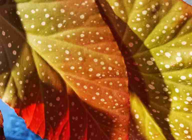 5 Hibiscus Plant Diseases To Look Out For! | Plants Heaven