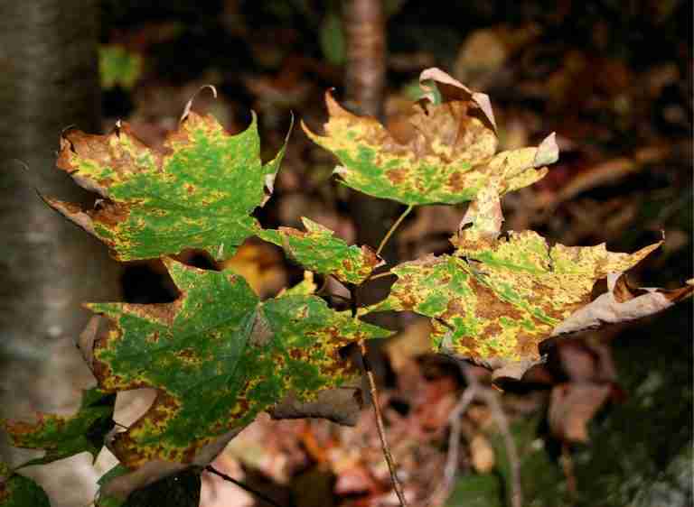 5 Over Fertilization Symptoms To Look Out For In Your Garden | Plants ...