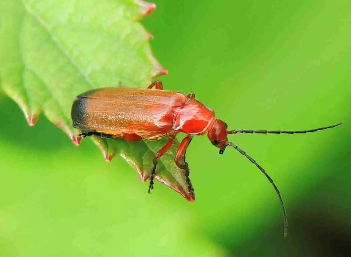 Top 10 Best Beneficial Insects For Gardens | Plants Heaven