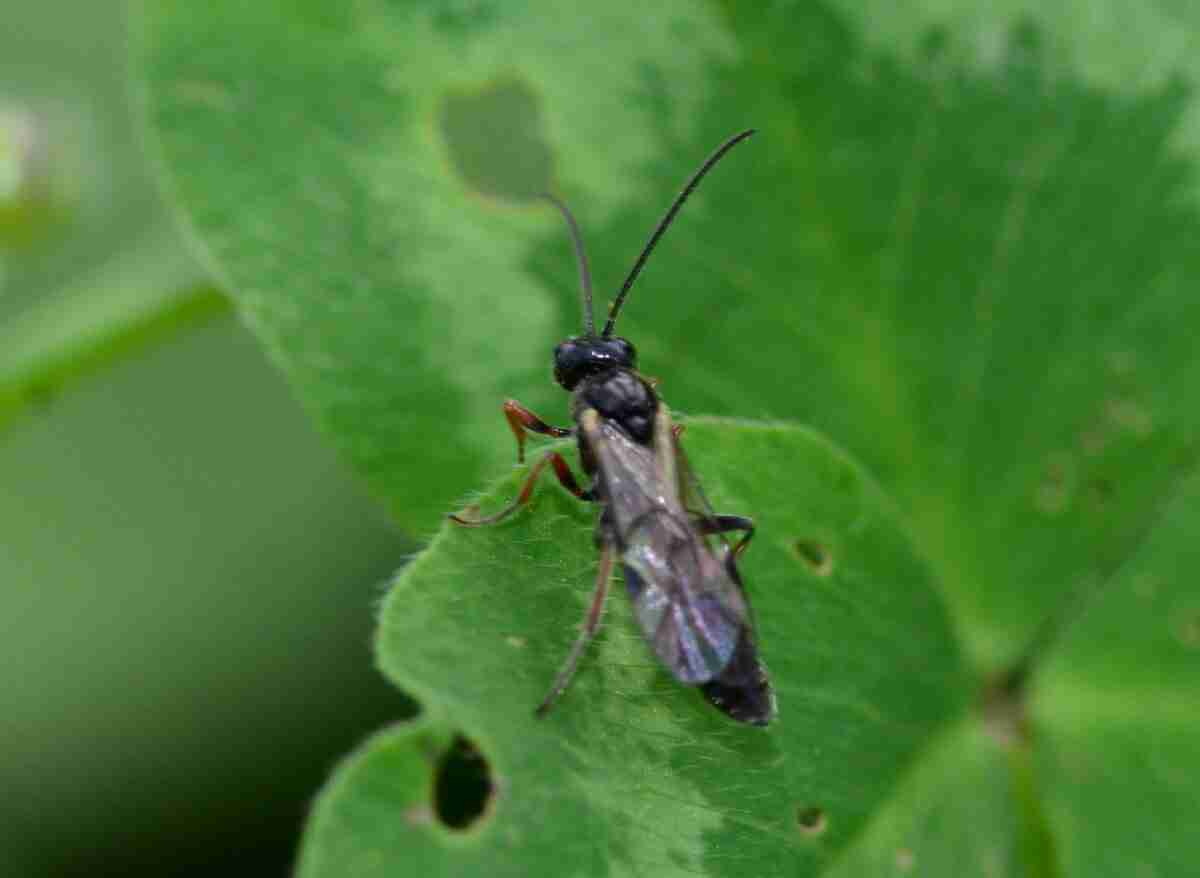 Top 10 Best Beneficial Insects For Gardens | Plants Heaven