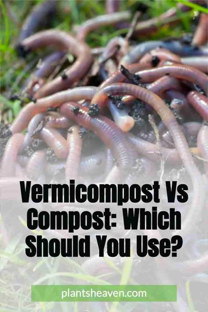 Vermicompost Vs. Compost: Which Should You Use? | Plants Heaven