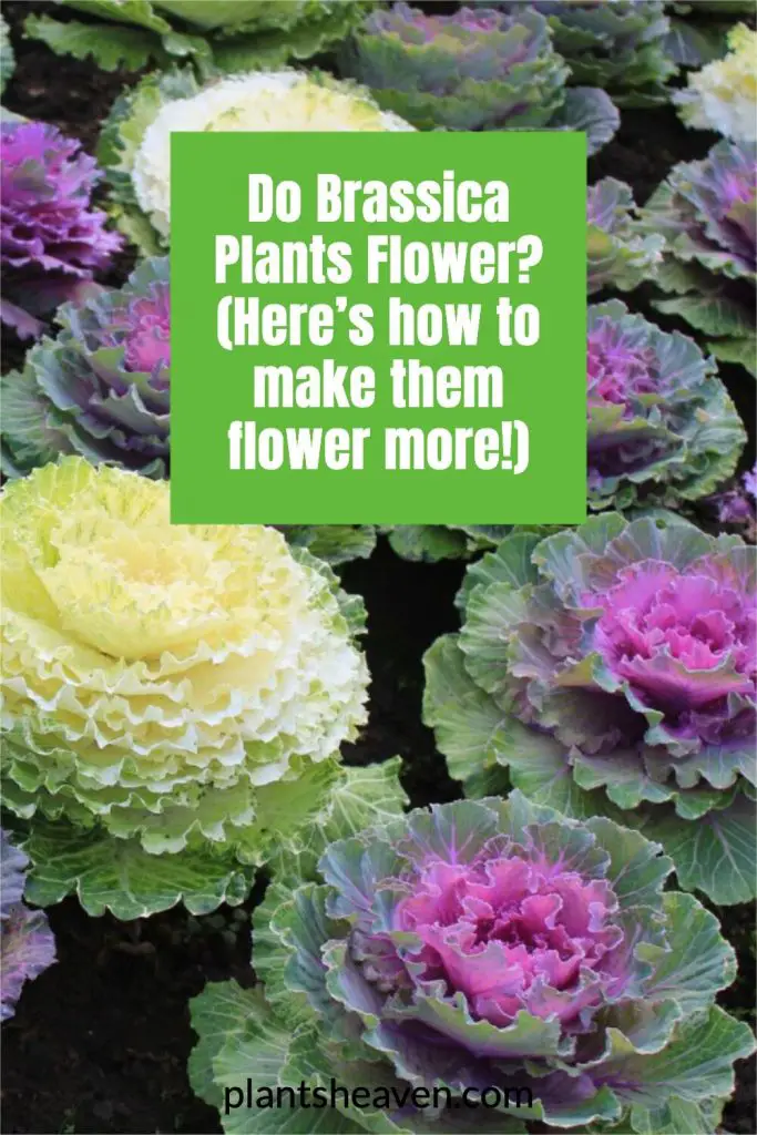 Do Brassica Plants Flower? (Yes, And Here’s How To Make Them Flower ...