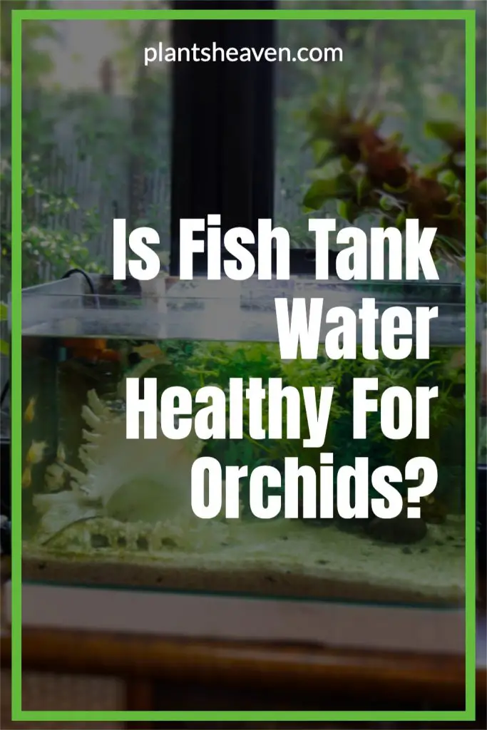 Is Fish Tank Water Good For Orchids? (Let’s Find Out!) | Plants Heaven