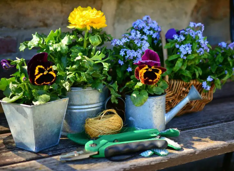 Top 13 Flower Gardening Tips For Beginners | Plants Heaven
