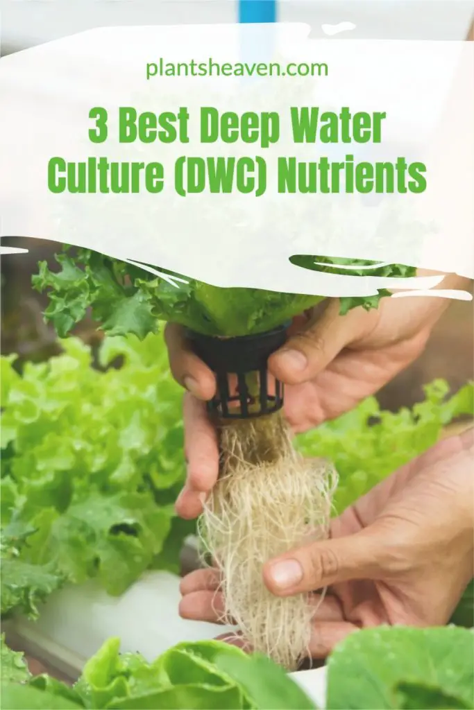 3 Best Deep Water Culture (DWC) Nutrients | Plants Heaven