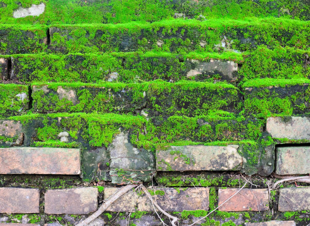 8 Benefits Of Growing Moss Indoors | Plants Heaven