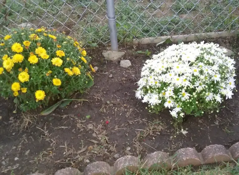Are Belgian Mums Annual Or Perennial? (Let’s Find Out!) | Plants Heaven