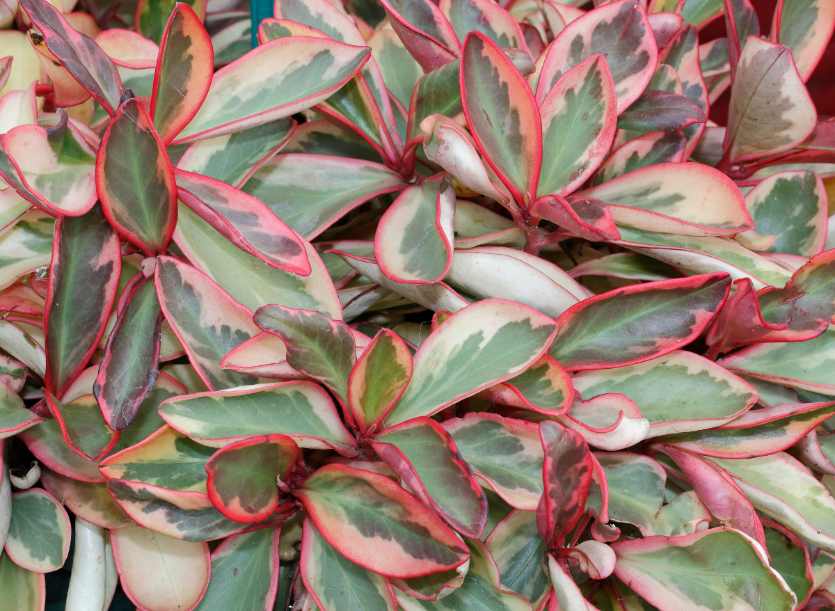11 Most Popular Peperomia Varieties (With Characteristics Of Each ...