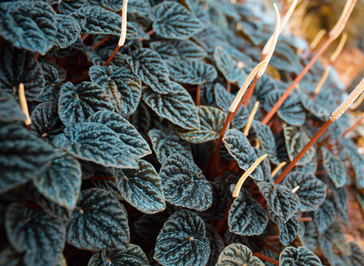 11 Most Popular Peperomia Varieties (With Characteristics Of Each ...