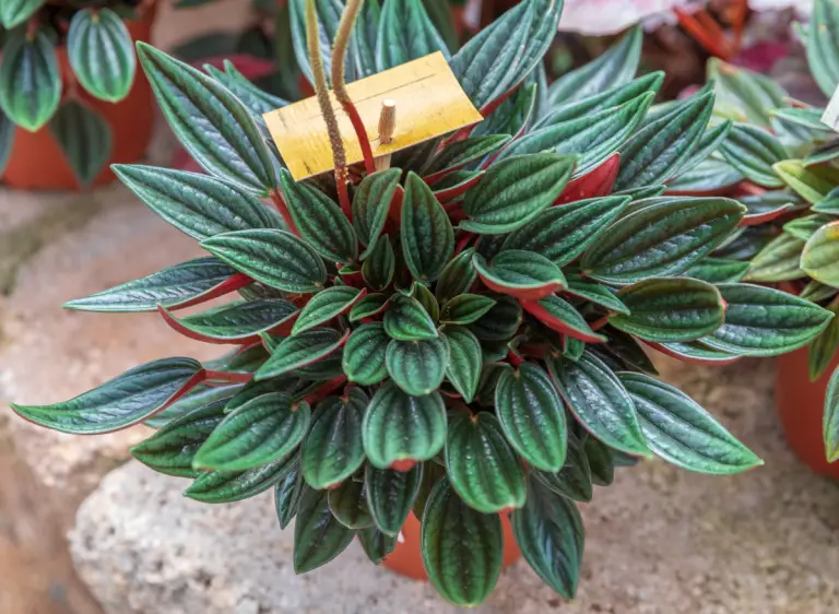 11 Most Popular Peperomia Varieties (With Characteristics Of Each ...