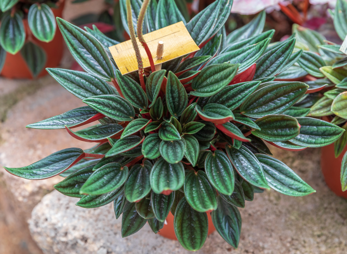 11 Most Popular Peperomia Varieties (With Characteristics Of Each ...