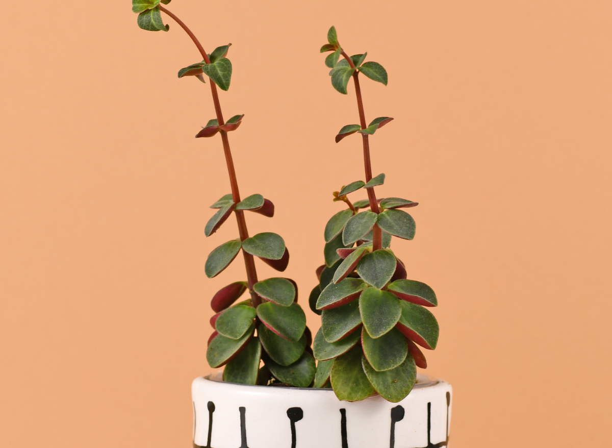 11 Most Popular Peperomia Varieties (With Characteristics Of Each ...