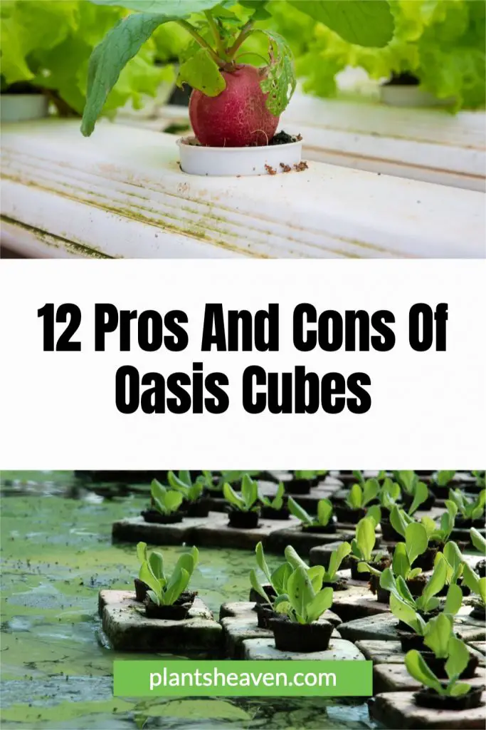 12 Pros And Cons Of Oasis Cubes | Plants Heaven