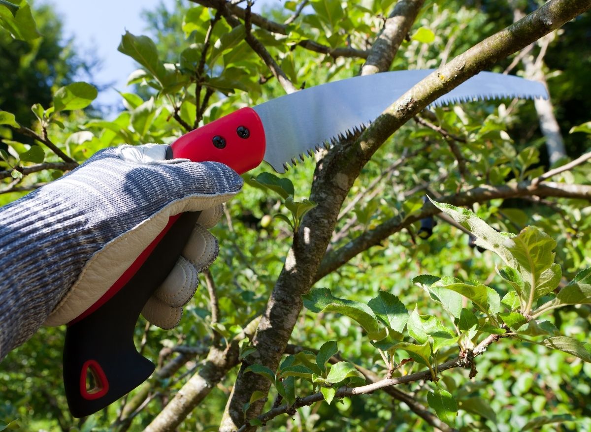 7 Best Hand Saws For Cutting Trees | Plants Heaven