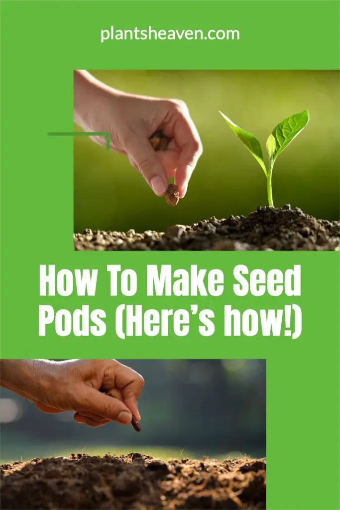 How To Make Seed Pods ( How!) | Plants Heaven