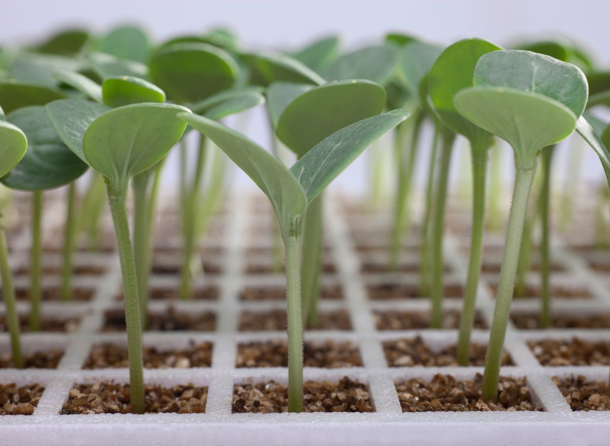 How To Make Seed Pods ( How!) | Plants Heaven