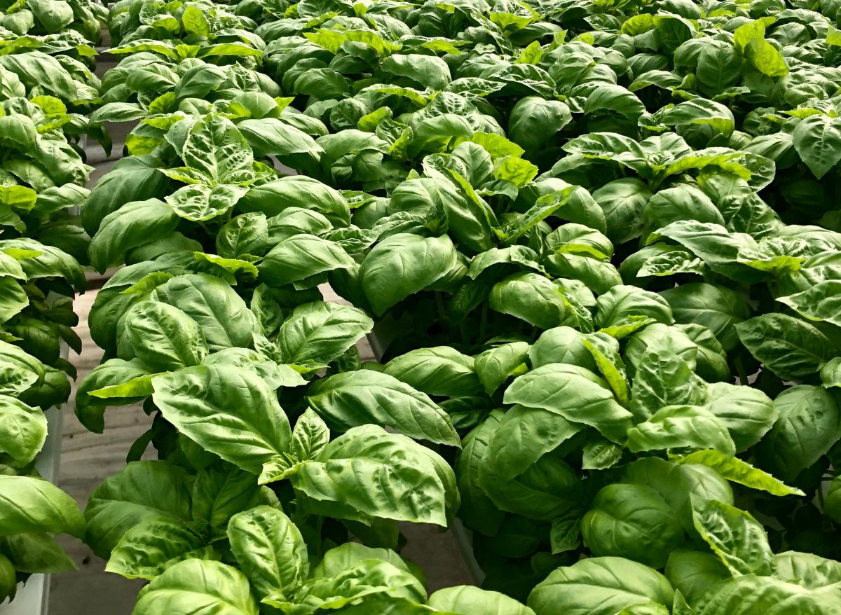 Can You Plant Hydroponic Basil In Soil? (Yes, And Here’s How!) | Plants ...