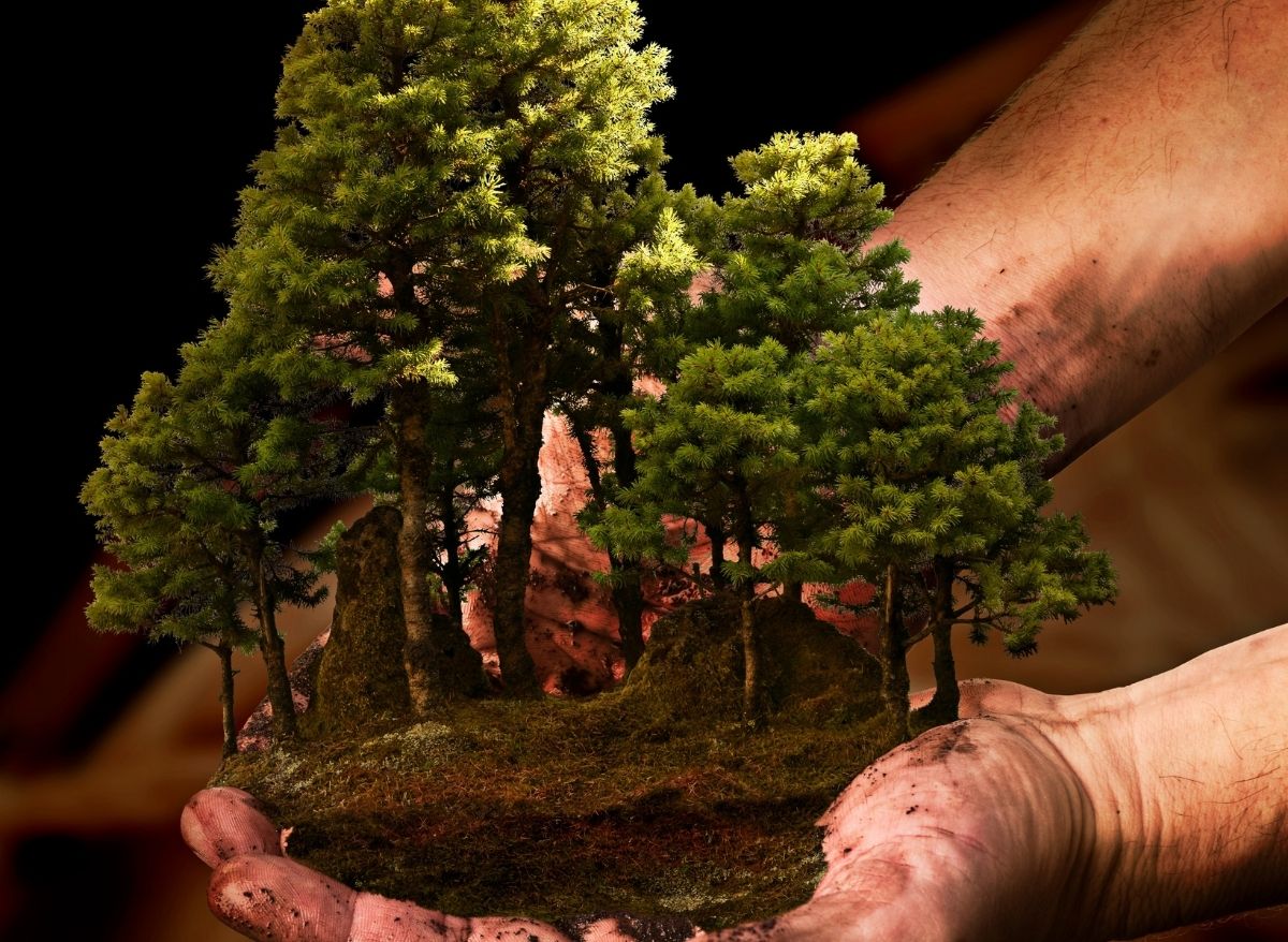 How To Take Care Of A Bonsai Tree (Here’s How!) | Plants Heaven