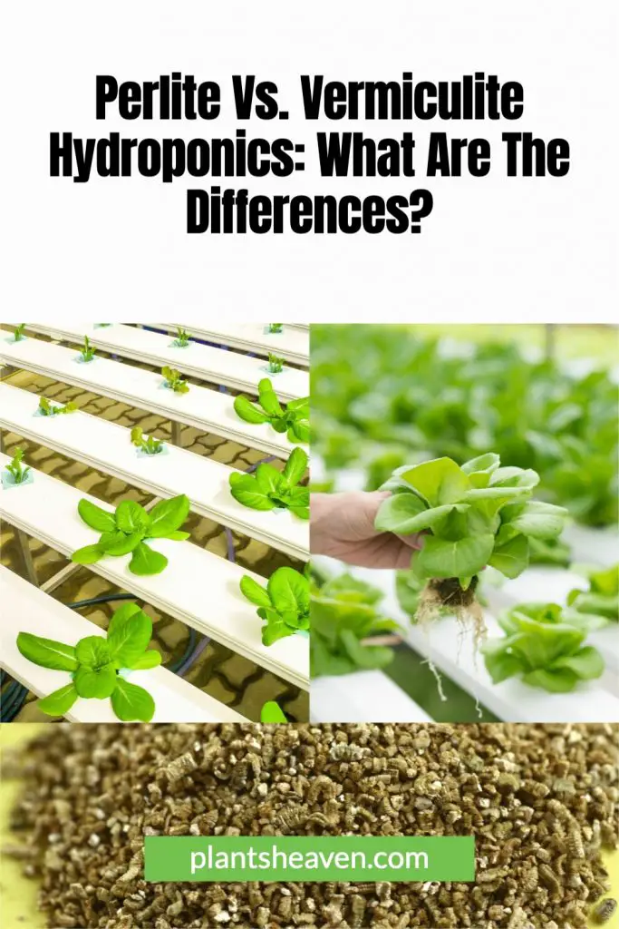 Perlite Vs. Vermiculite Hydroponics: What Are The Differences? | Plants ...