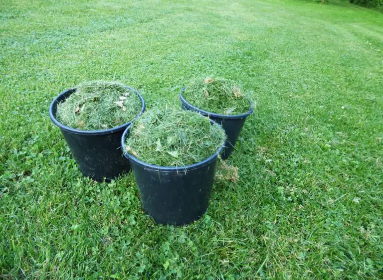 How To Dispose Of Grass Clippings? (Here’s How!) | Plants Heaven