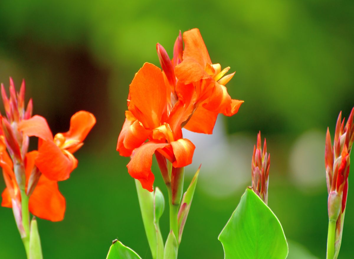 Plants That Choke Out Blackberries (And Get Rid Of Blackberry Bushes ...