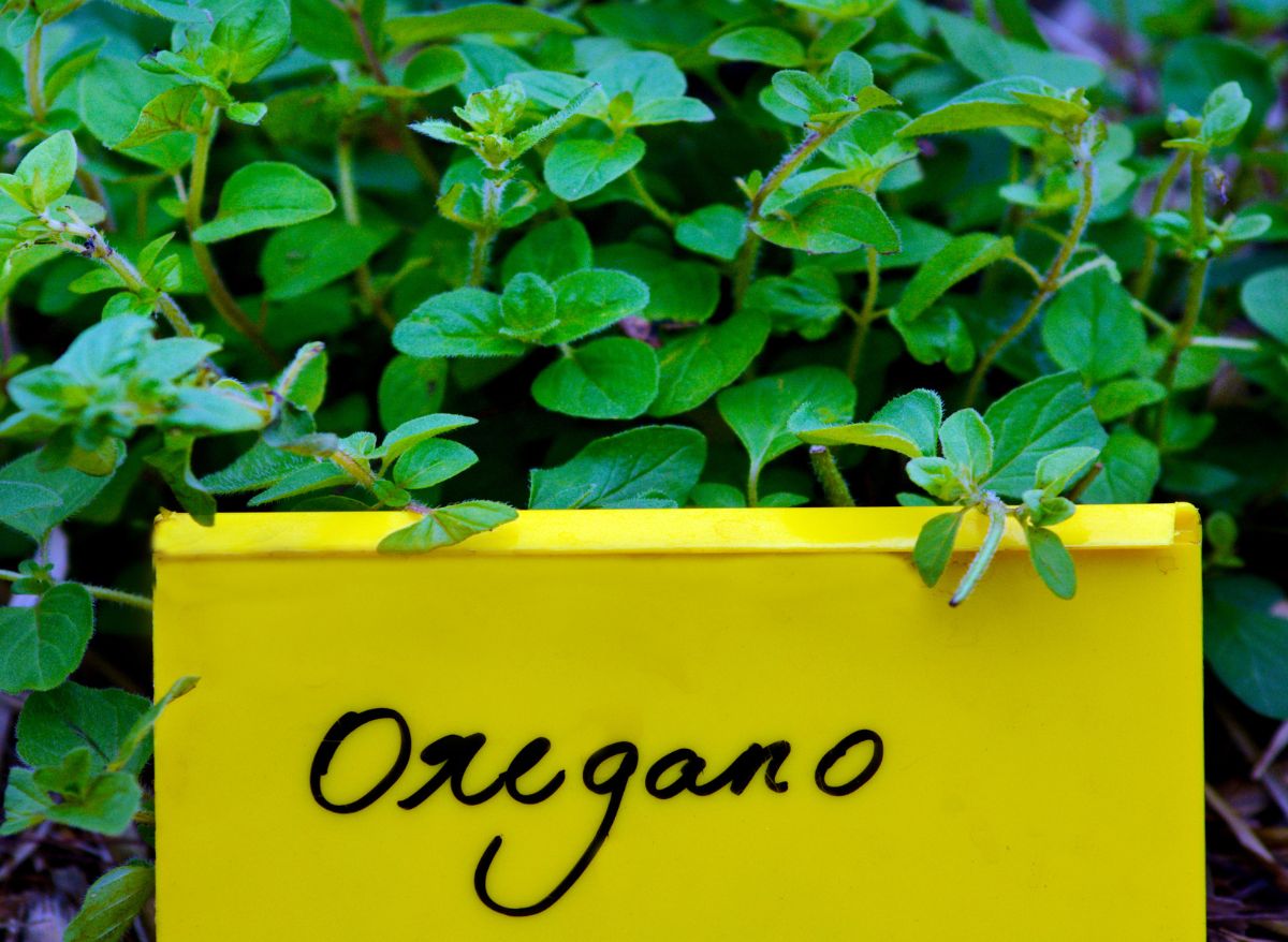 Plants That Choke Out Blackberries (And Get Rid Of Blackberry Bushes ...