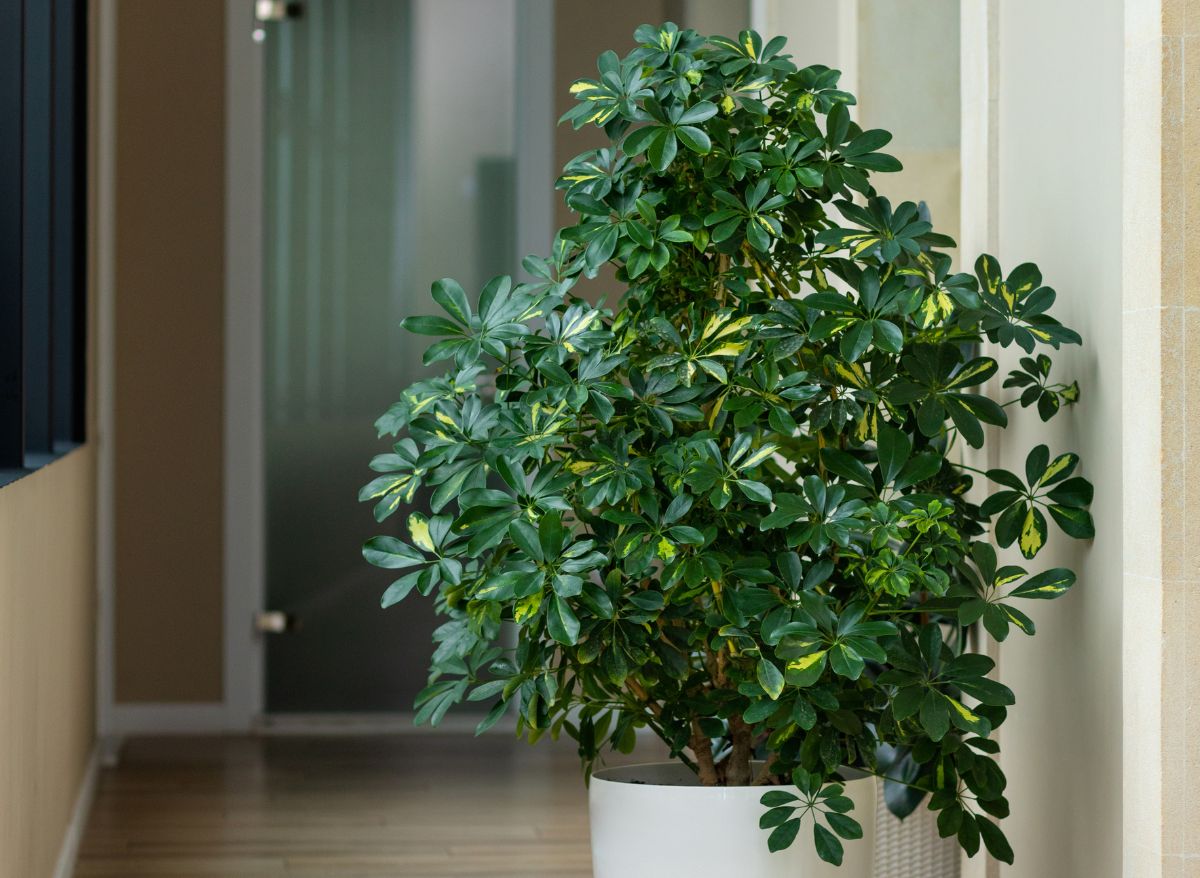 9 Types Of Bonsai Trees Indoors (And How To Properly Care For Them ...