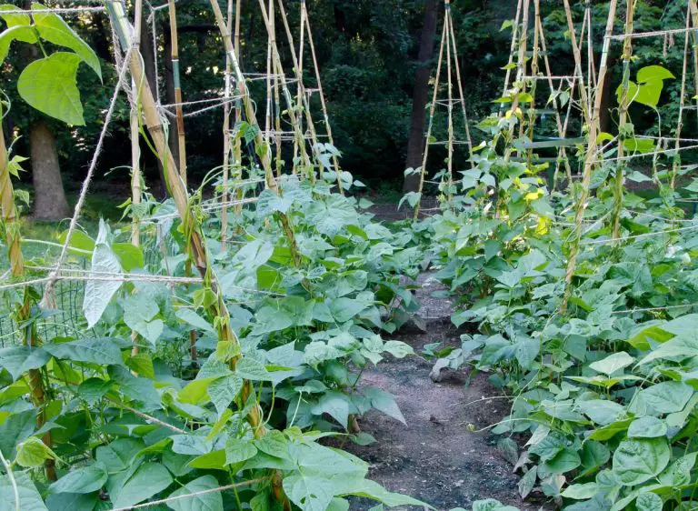 Bush Beans Vs. Pole Beans: How They Differ And Which One Is Better ...