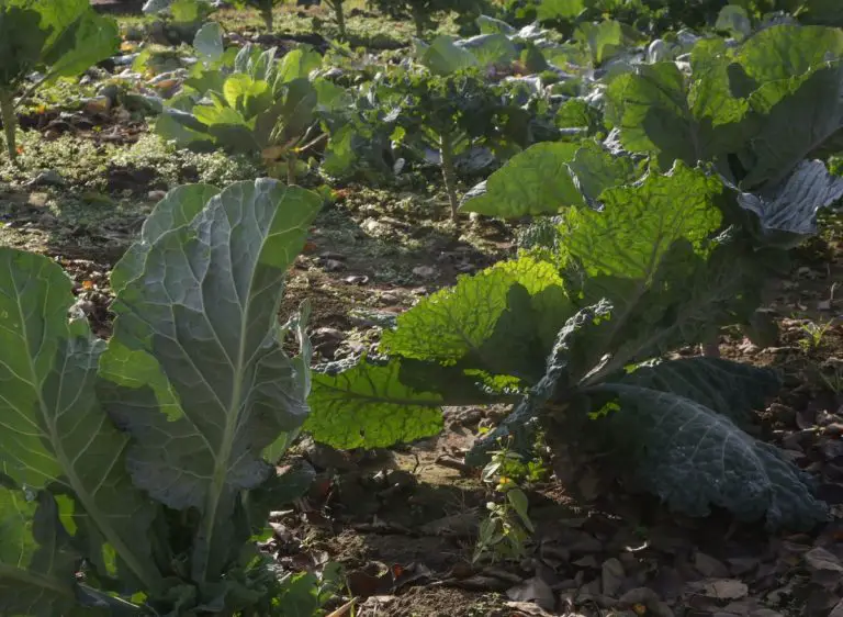 How Far Apart To Plant Collards? (Best Tips To Grow Collard Greens ...