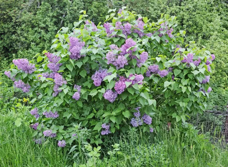 Will Bleach Kill A Lilac Bush? (With Helpful Tips For Removing Lilac ...