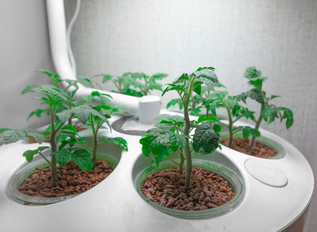 Everything You Need To Know About External Water Pumps For Hydroponics ...