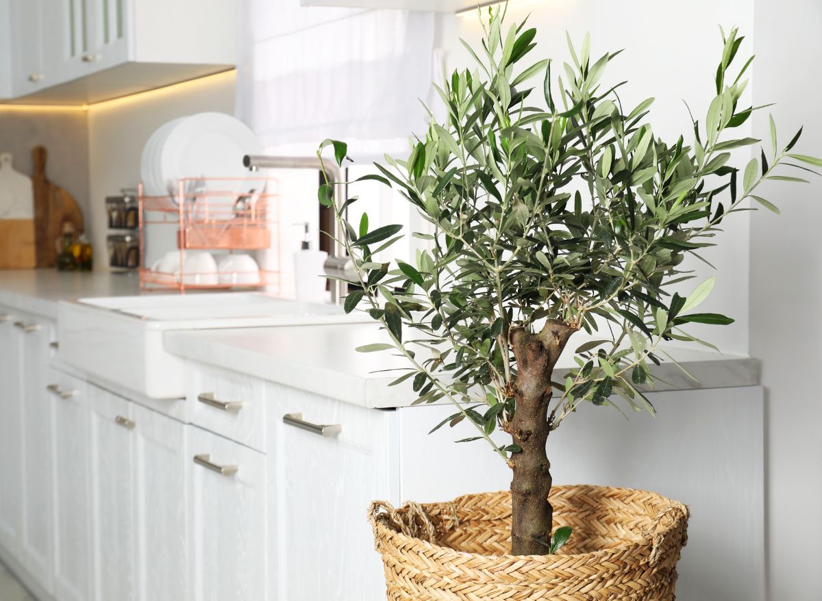 Here’s How To Beautifully Underplant Olive Trees In Pots! | Plants Heaven